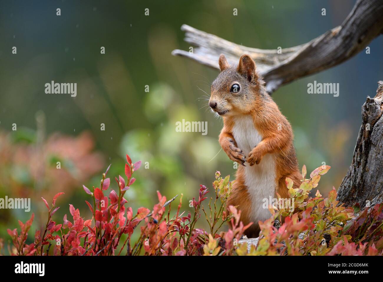 Red squirrel (Sciurus vulgaris) in fall Stock Photo - Alamy