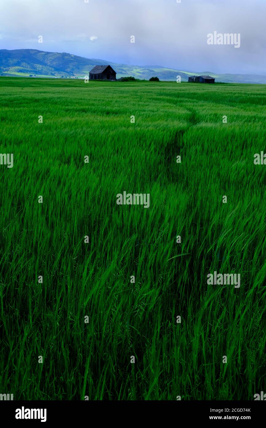 Detail of old farmhouse farm house homestead in grain field growing ...
