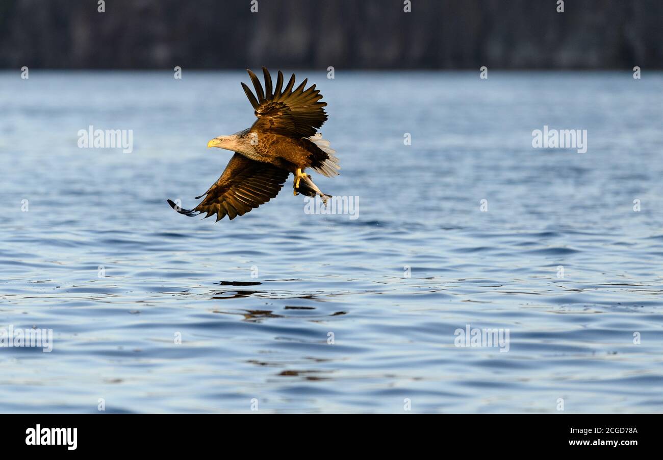 Wild white tailed eagle catching fish in sea outside in Flatanger ...