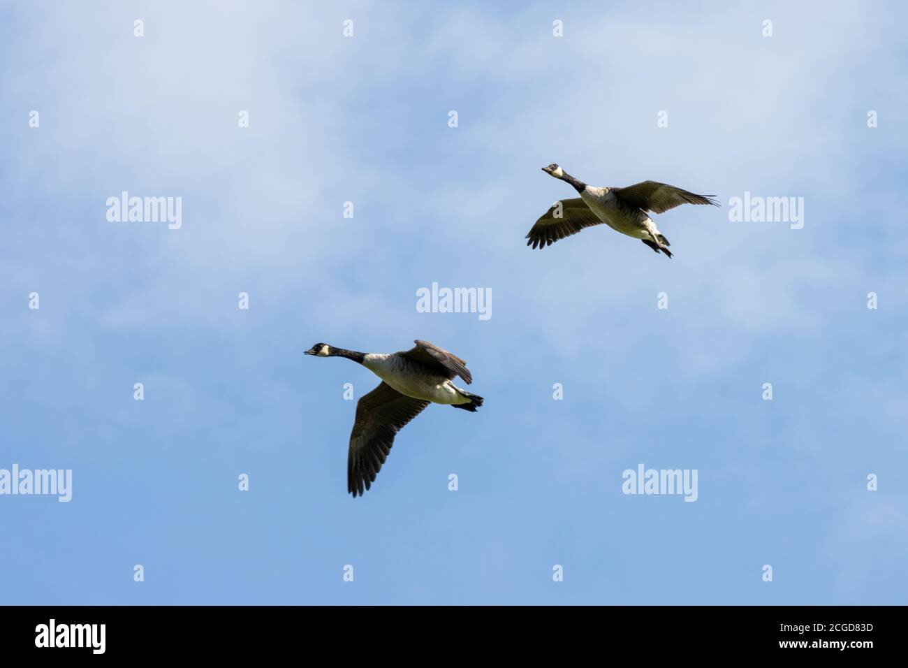 Canada Geese flying over fields near East Grinstead Stock Photo - Alamy