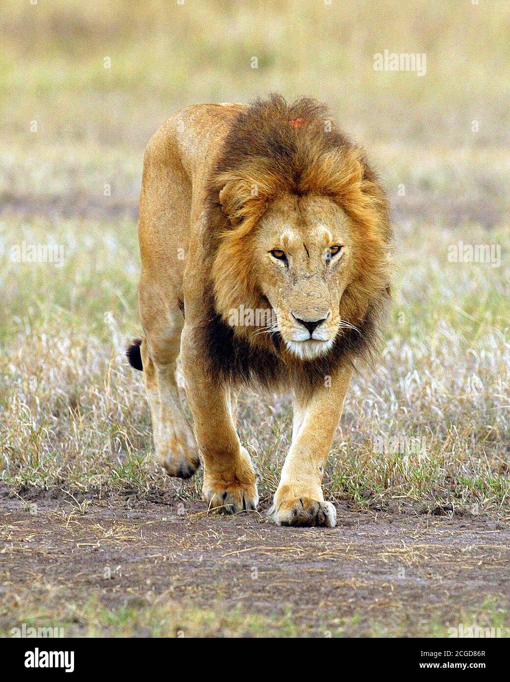 Lionness Prowling