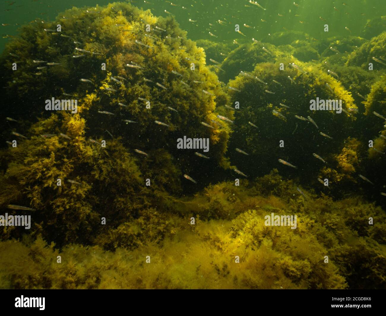 A healthy marine environment with plenty of small fish in The Sound ...