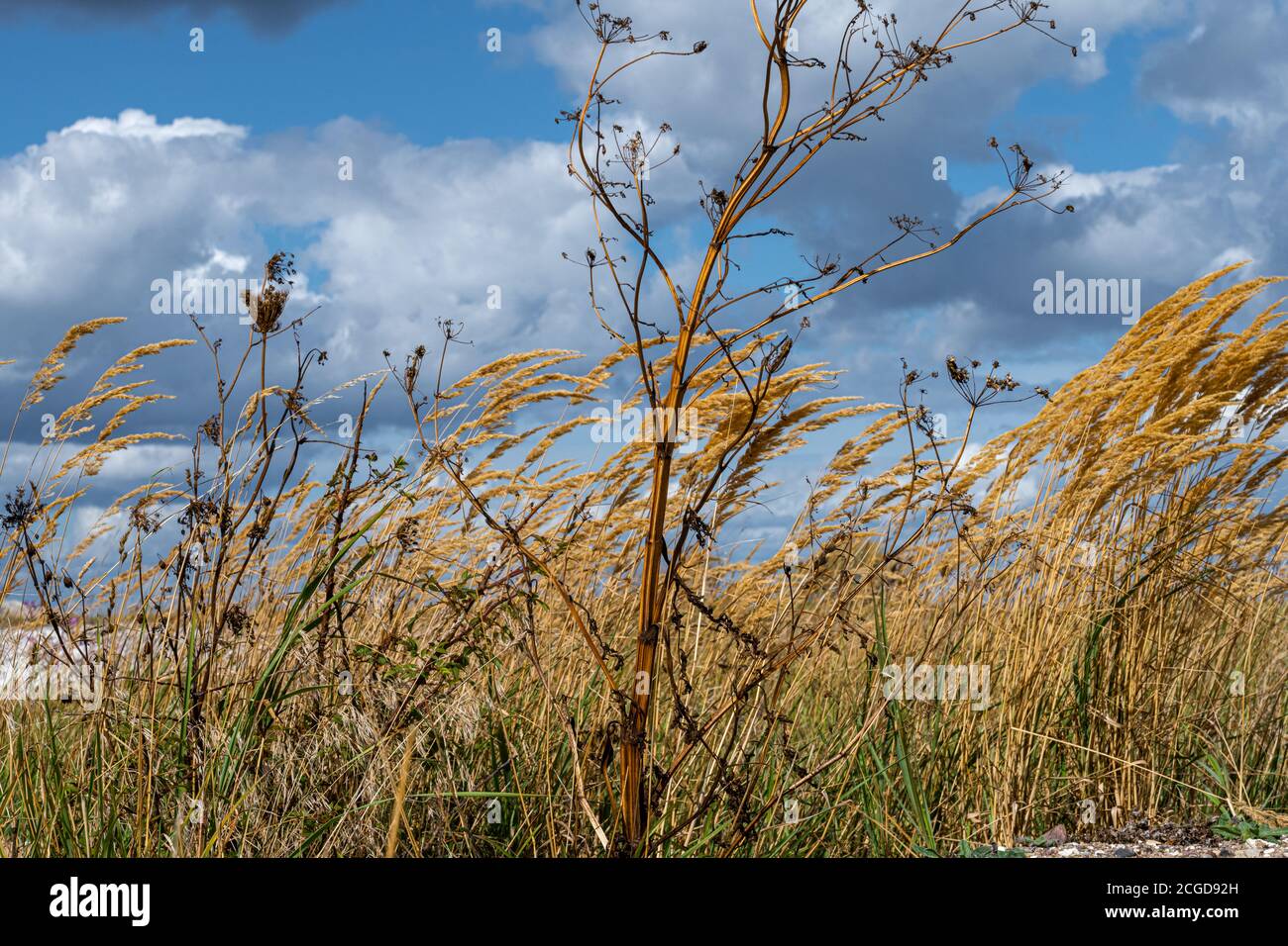 A photo of dry weed with wild grass and a dramatic sky with dark clouds ...