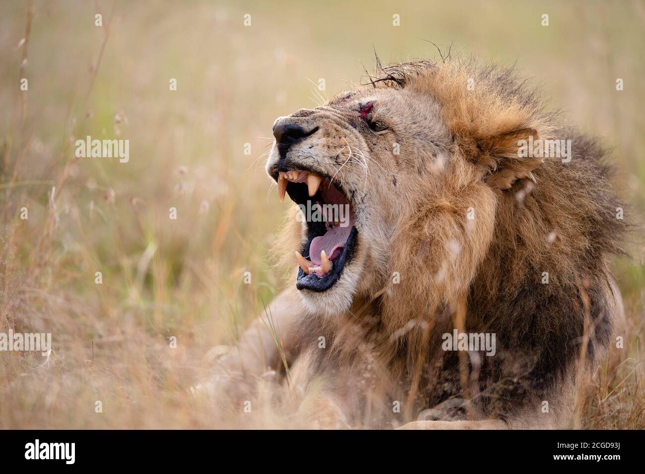 Wounded Lion High Resolution Stock Photography and Images - Alamy