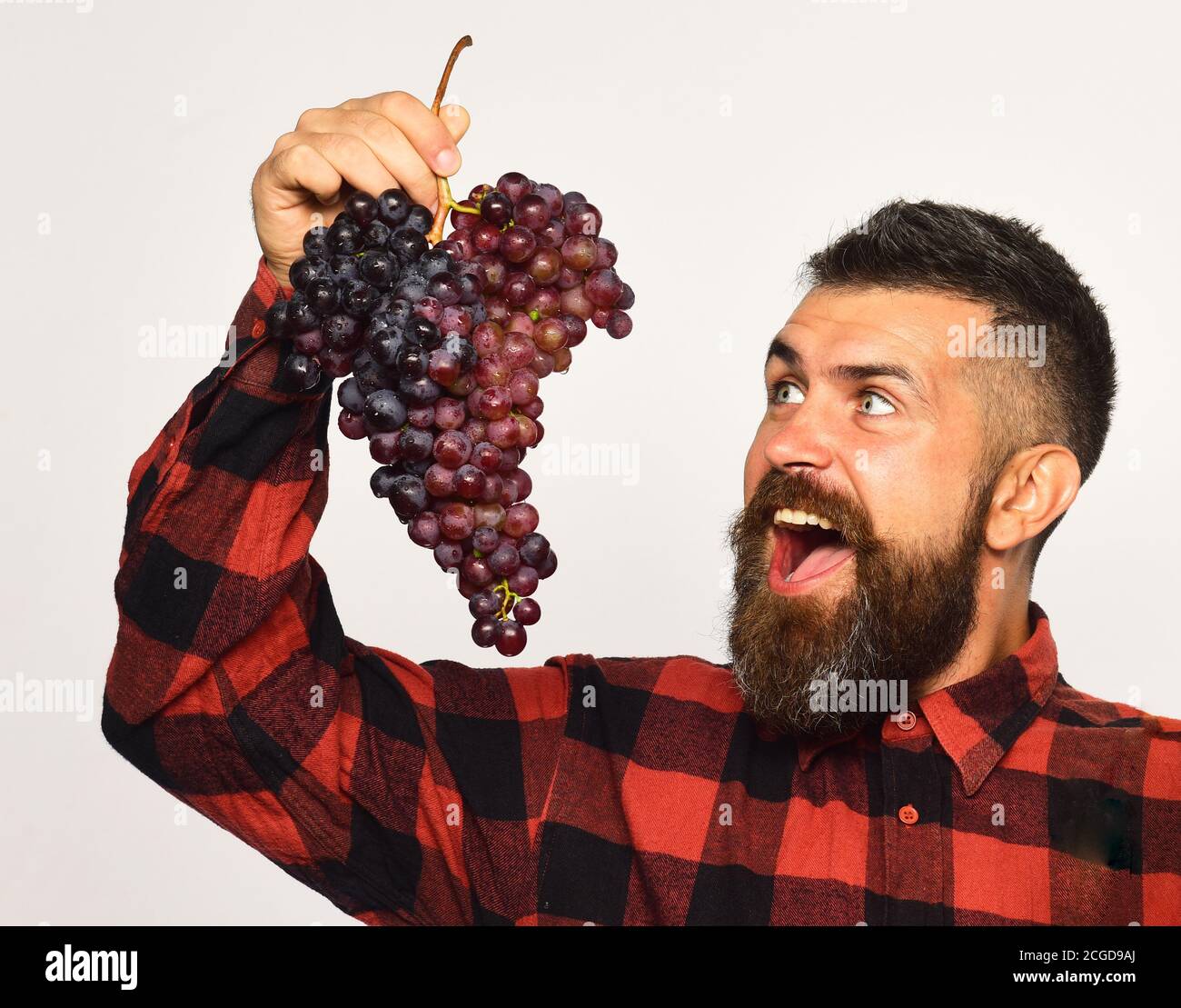 Man with beard holds bunch of purple grapes isolated on white ...