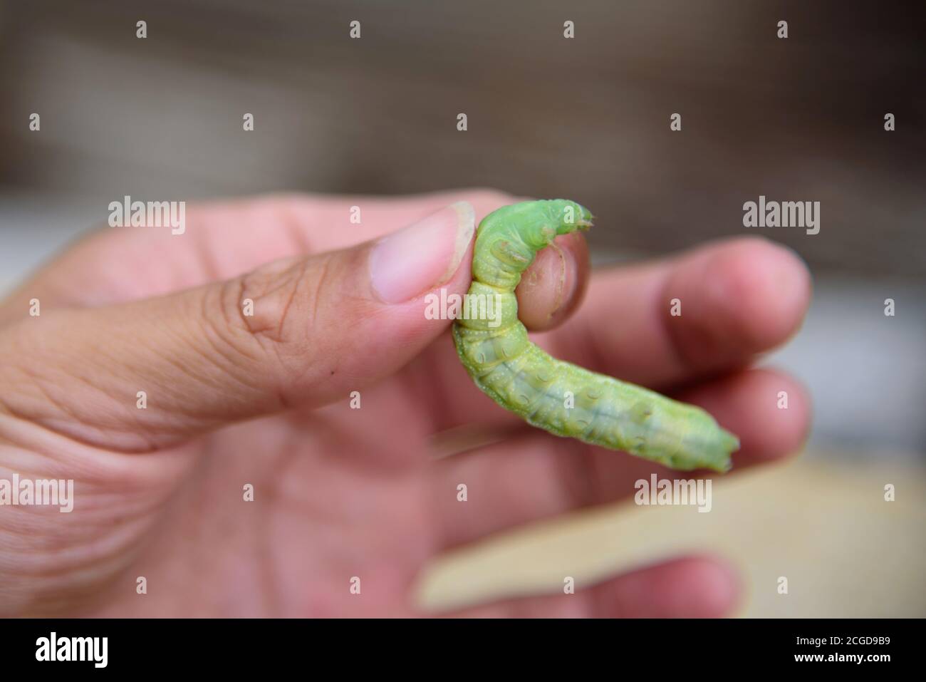 A big green worm in hand Stock Photo - Alamy