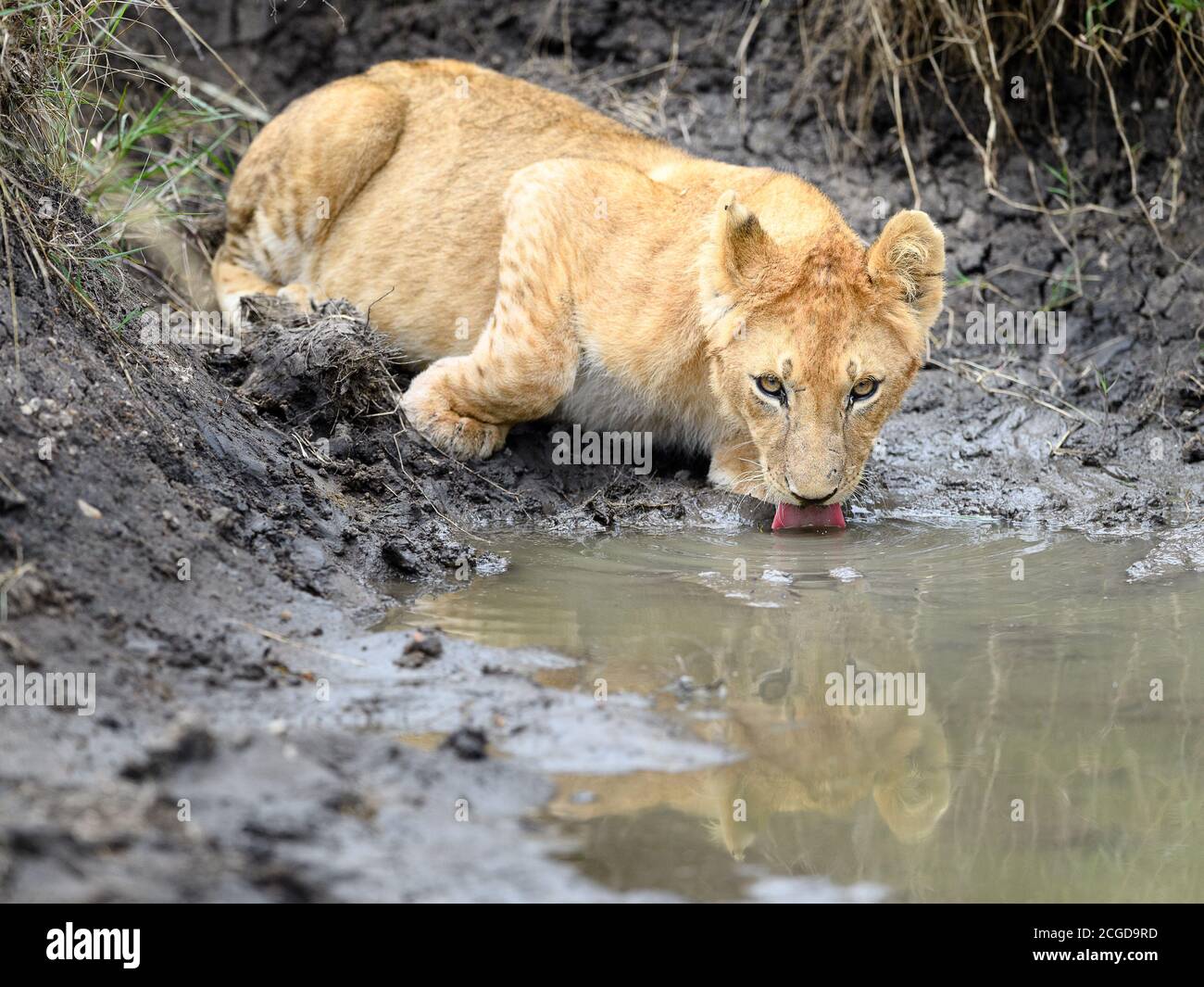 Lion cub drinking water from pond, Masai Mara, Kenya Stock Photo - Alamy