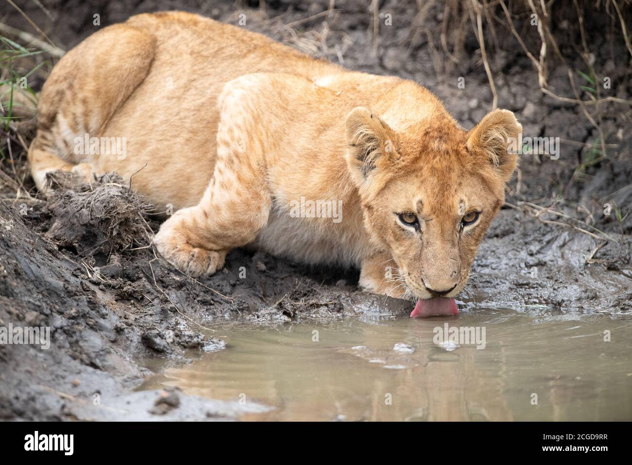 Cub drinking water hi-res stock photography and images - Alamy