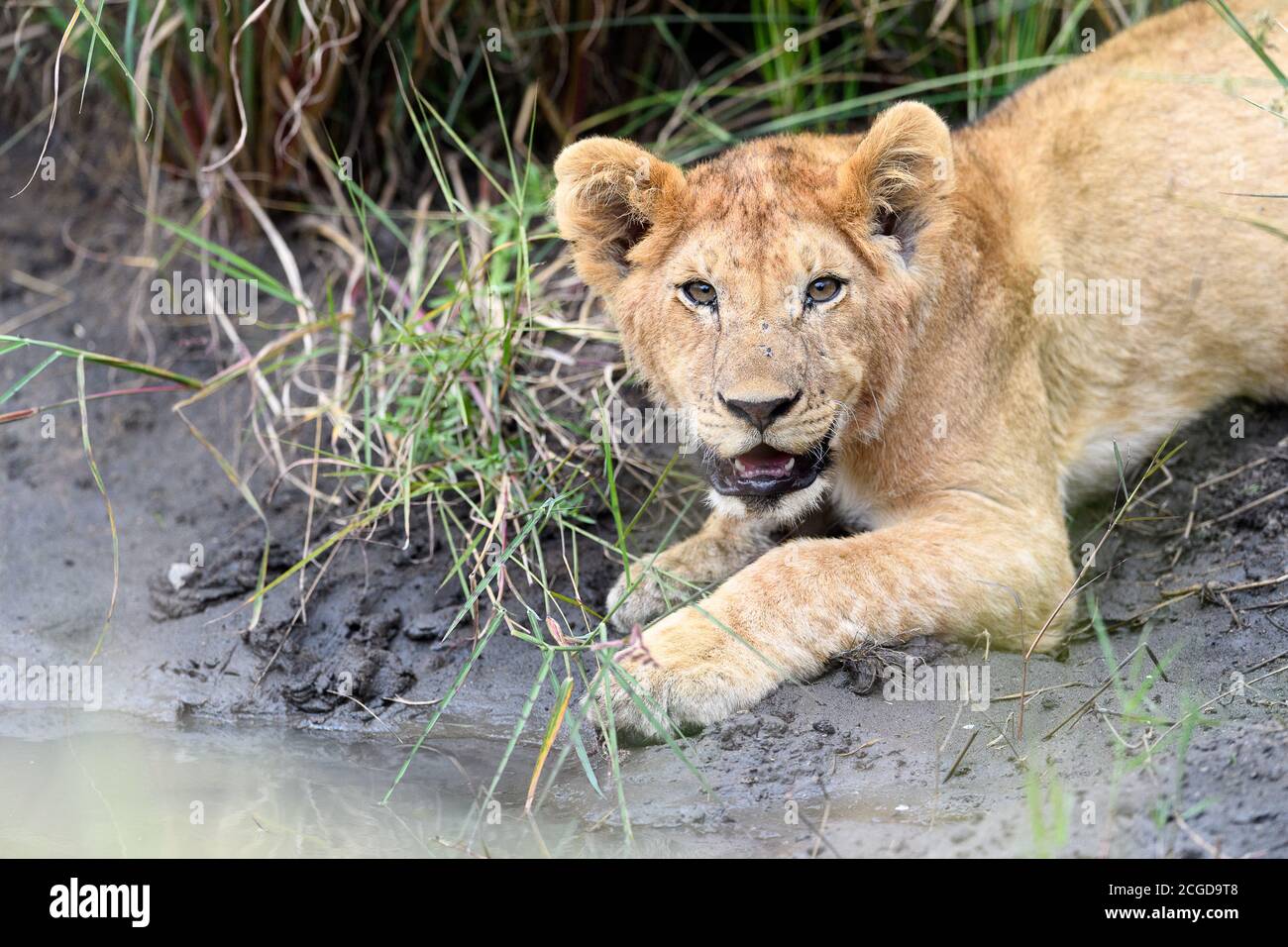 Lion cub drinking water from pond, Masai Mara, Kenya Stock Photo - Alamy