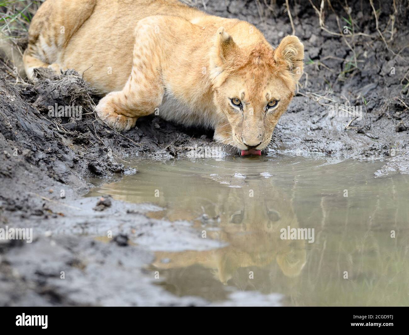 Lion cub drinking water from pond, Masai Mara, Kenya Stock Photo - Alamy