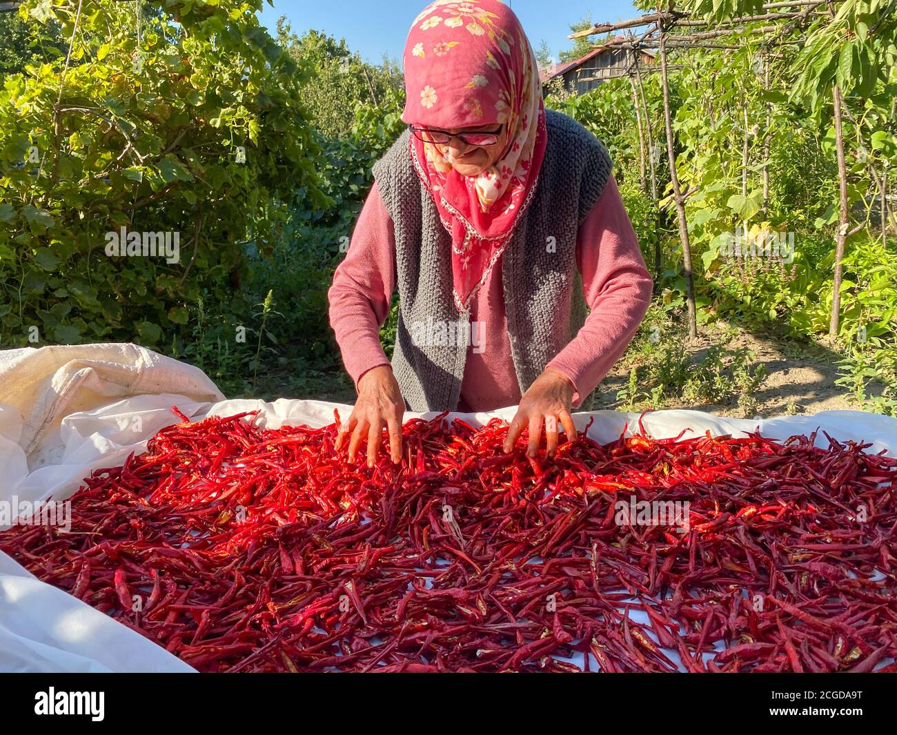 Dried red peppers on the table in the countryside. Red chili pepper ...