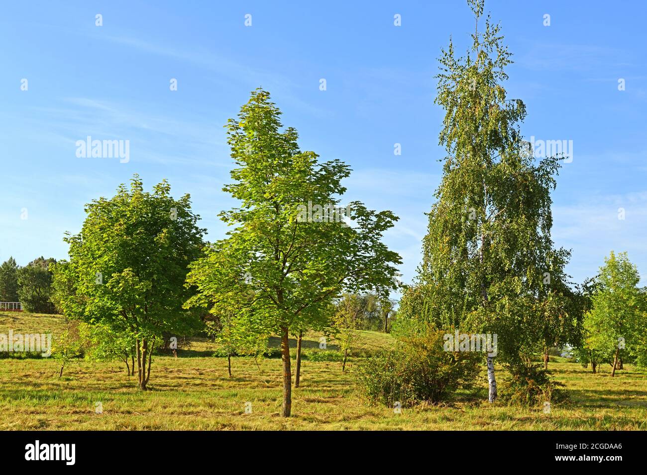 Maples and birch trees in landscape park in golden autumn. Moscow ...