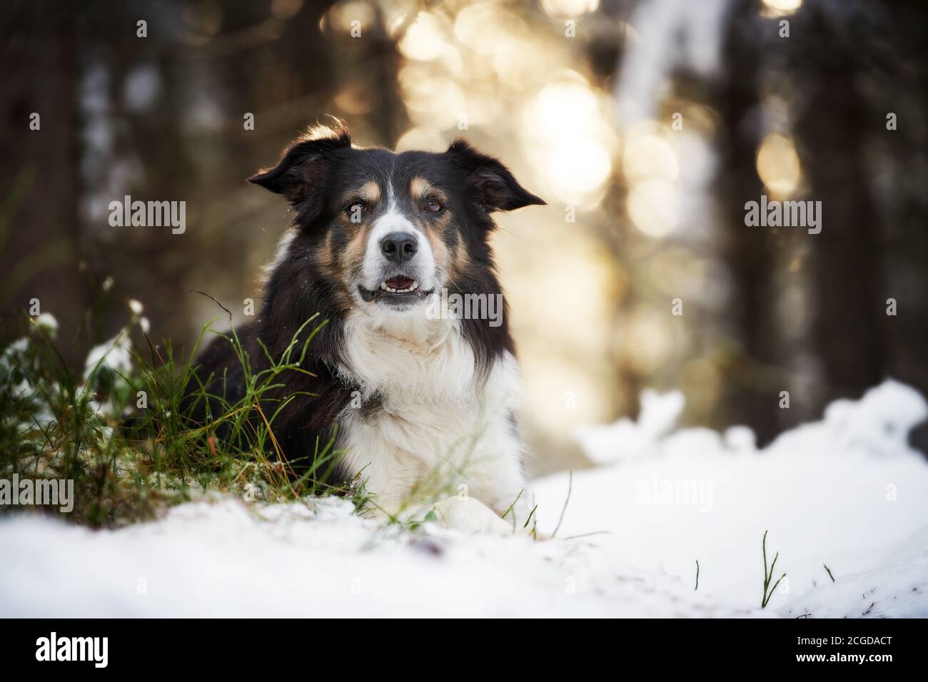 Border collie in snow with sheep hi-res stock photography and images ...