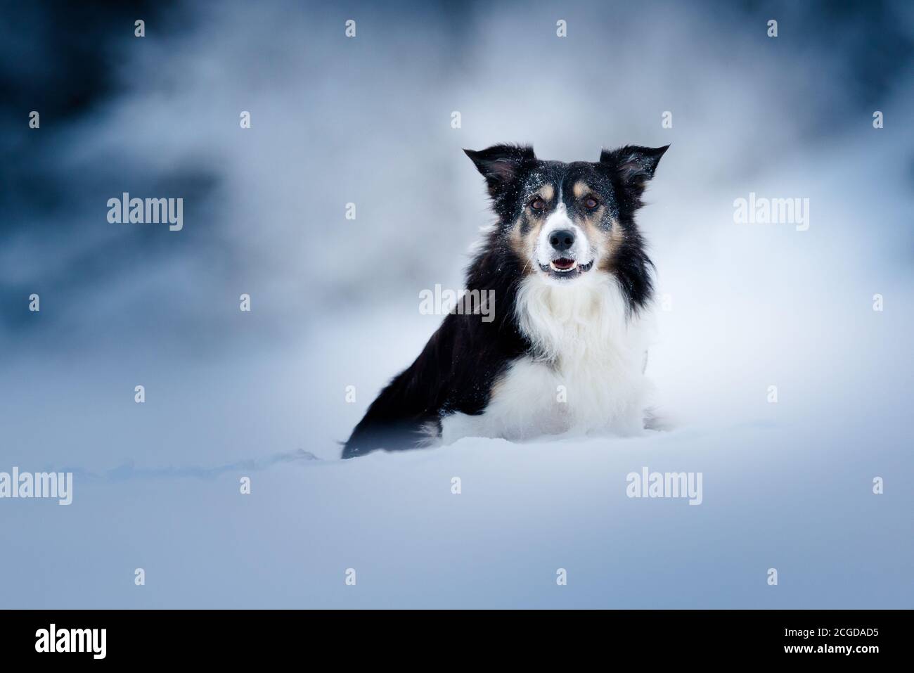 Border collie in snow Stock Photo - Alamy