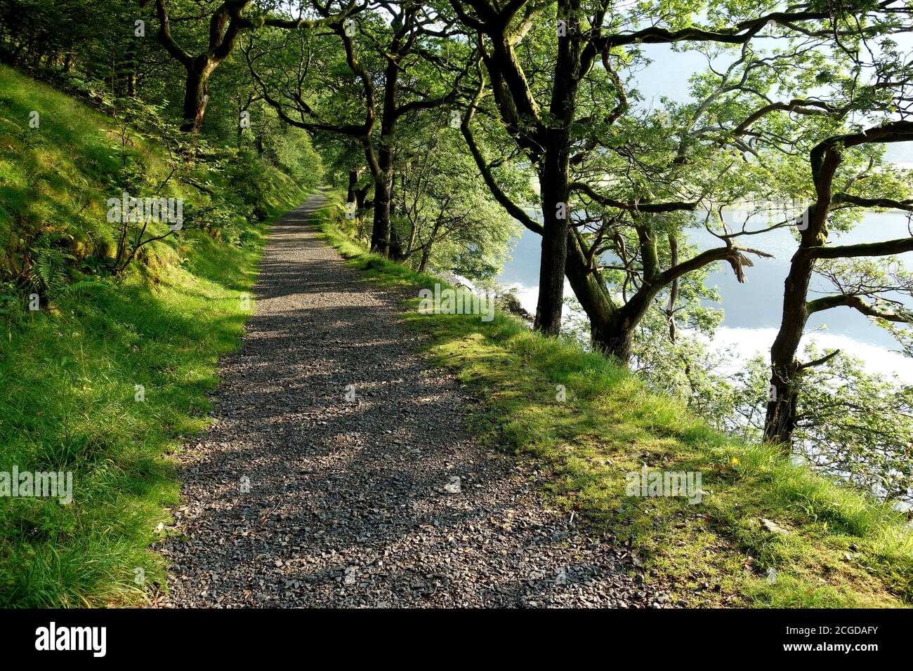 Tree lined track hi-res stock photography and images - Alamy