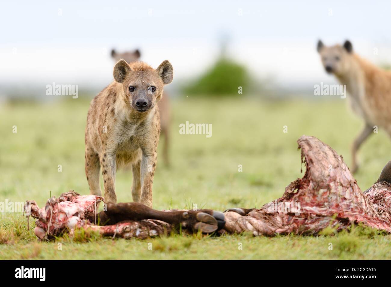 Spotted hyena hunt hi-res stock photography and images - Alamy