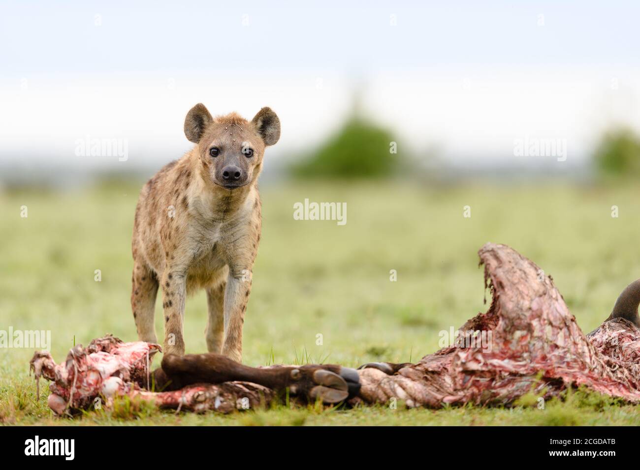 Spotted hyena with wildebeest kill, Masai Mara, Africa Stock Photo - Alamy