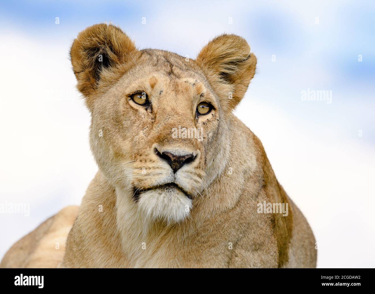 African lion real close Stock Photo - Alamy