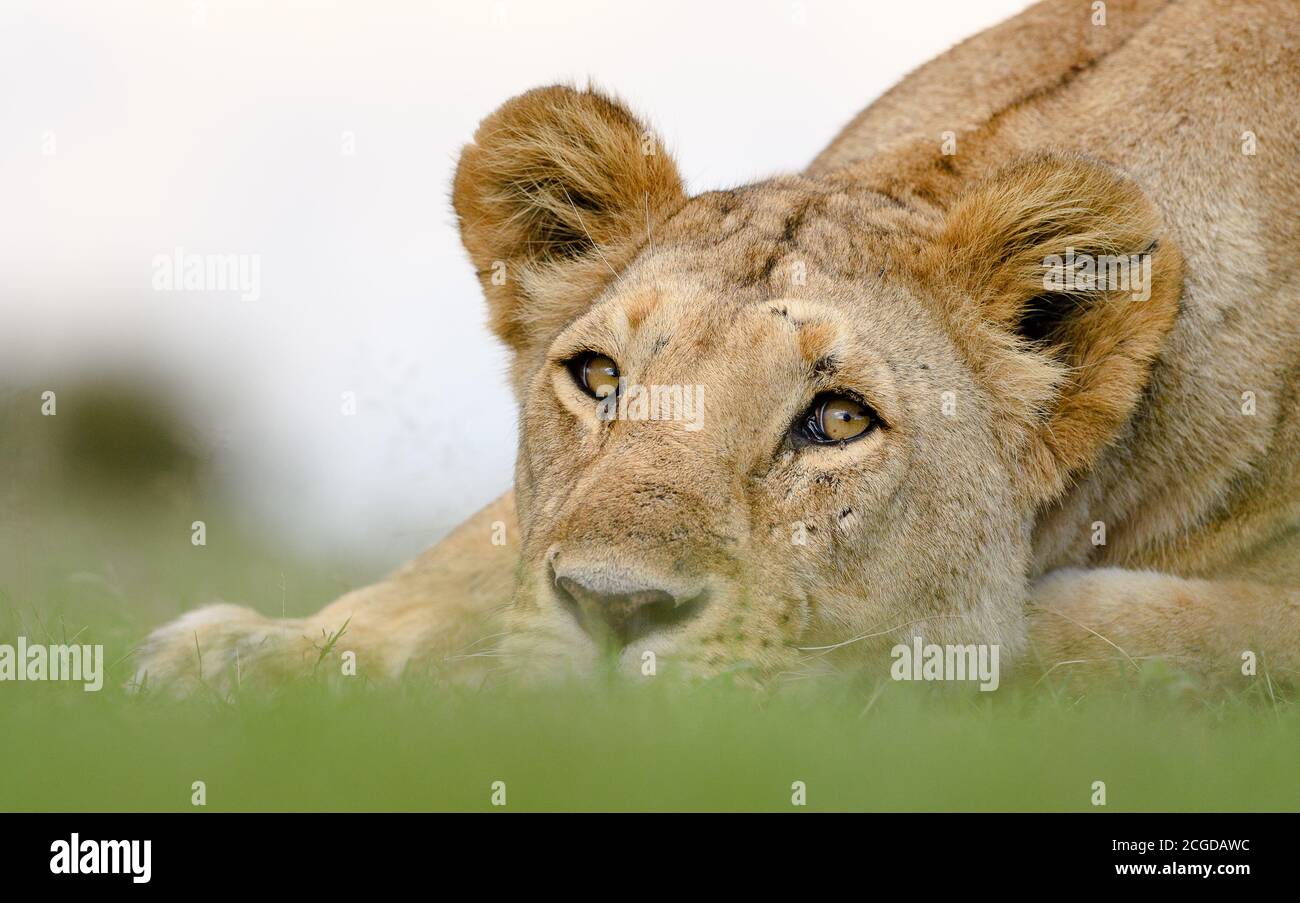 African lion real close Stock Photo - Alamy