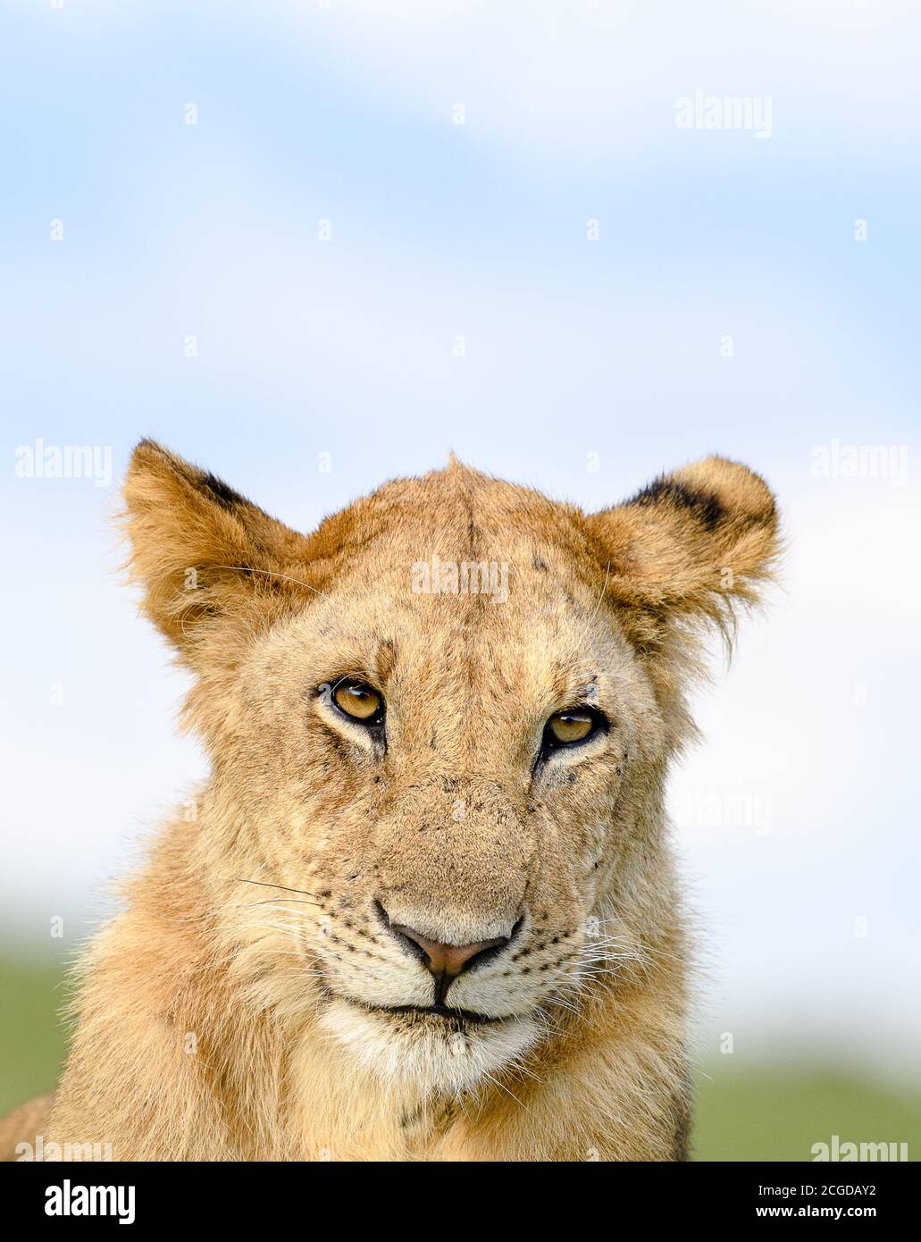 African lion real close Stock Photo - Alamy