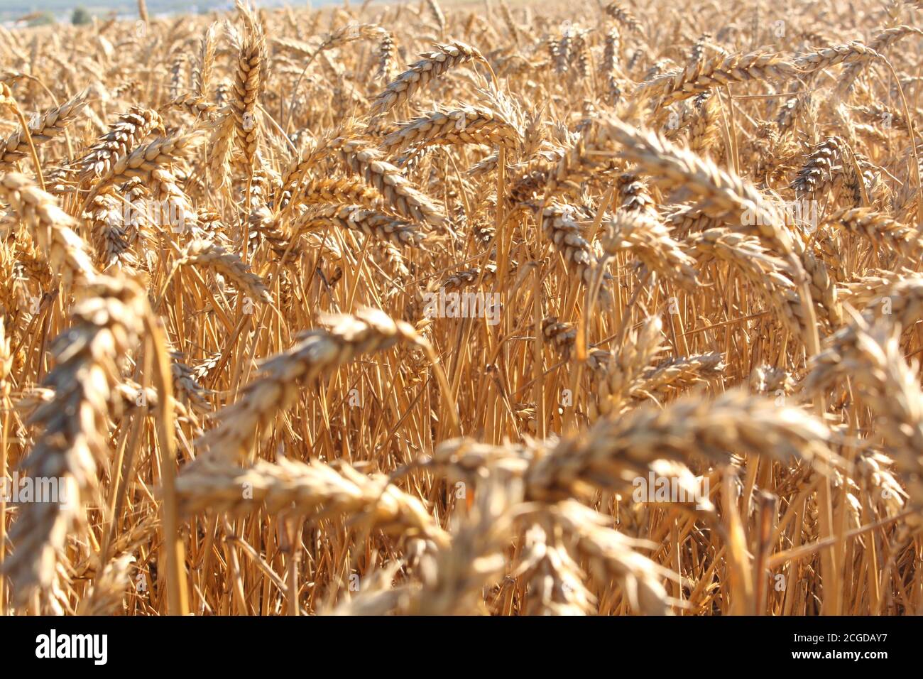 Trigo - Campo amarillo Stock Photo - Alamy