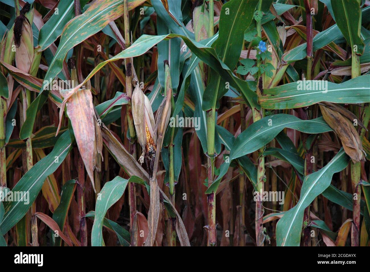 Post office relay box Stock Photo - Alamy