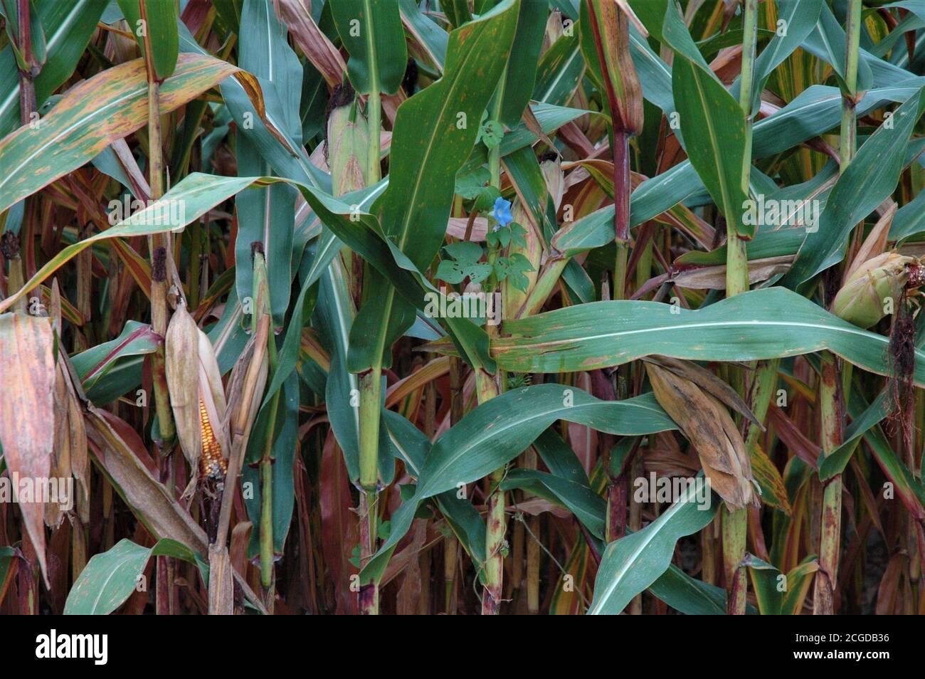 Post office relay box Stock Photo - Alamy