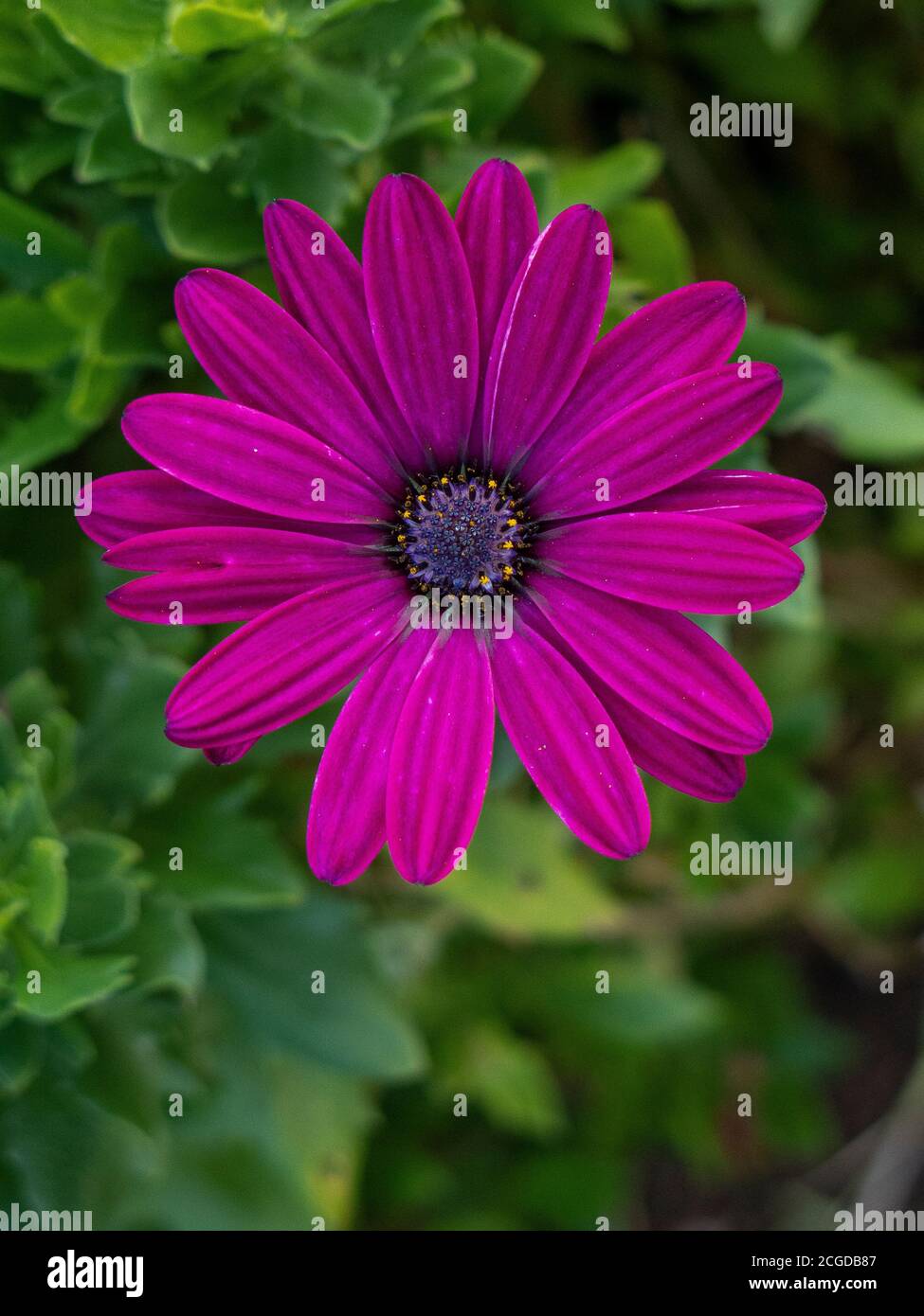 Osteospermum Red High Resolution Stock Photography and Images - Alamy