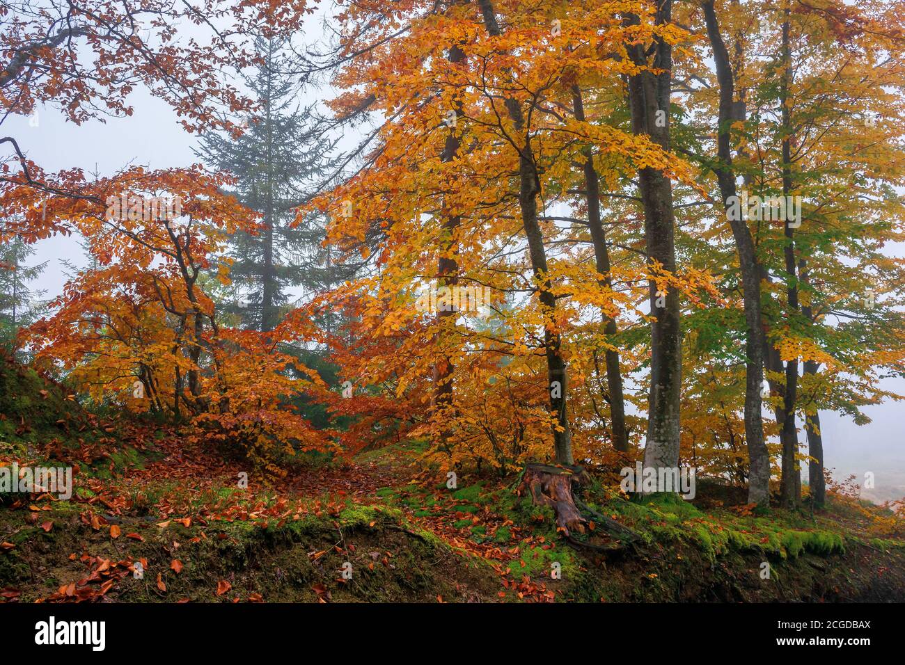 beech trees in colorful foliage. misty forest scenery. colorful foliage ...