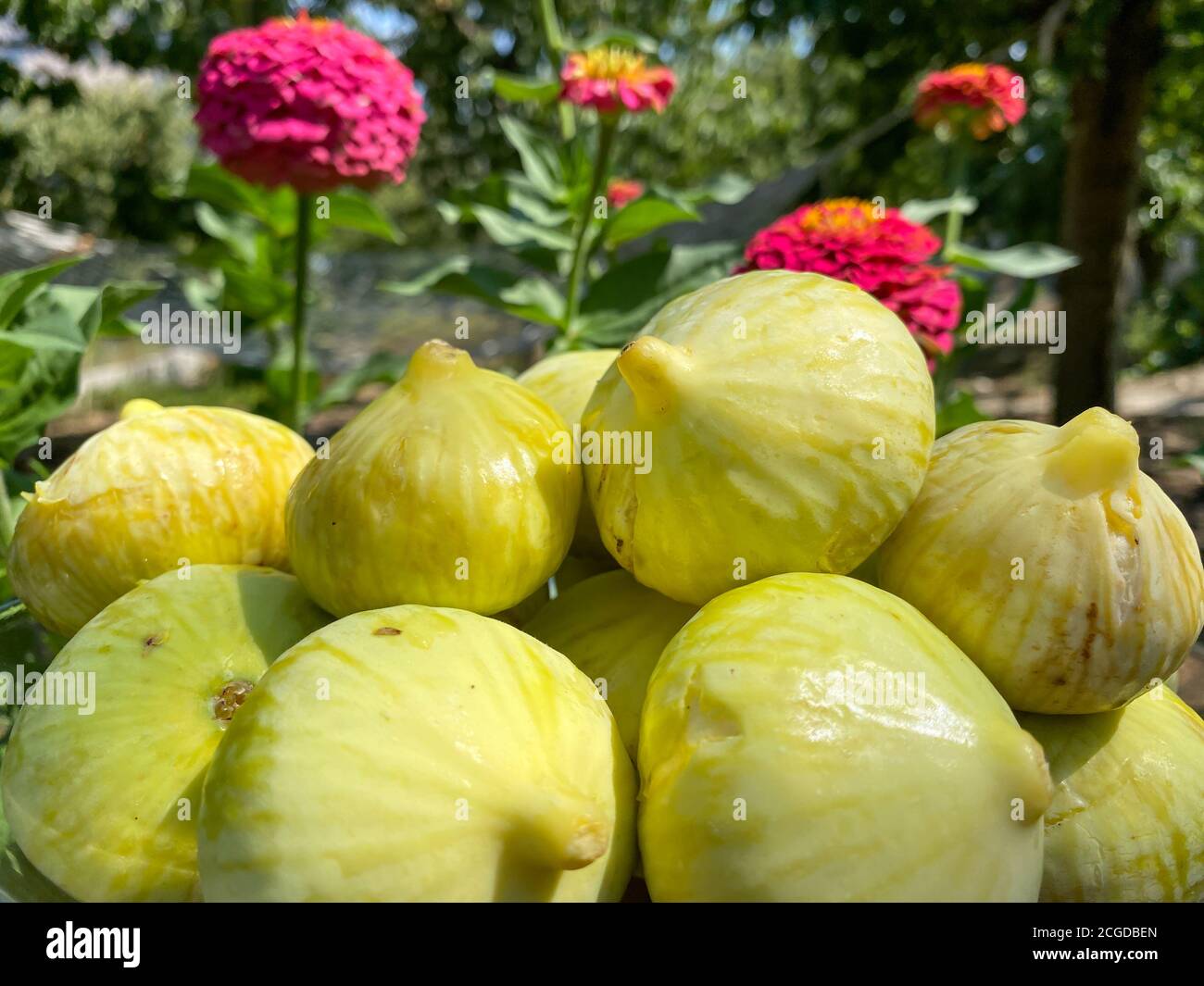 Ripe green figs with natural background Stock Photo - Alamy
