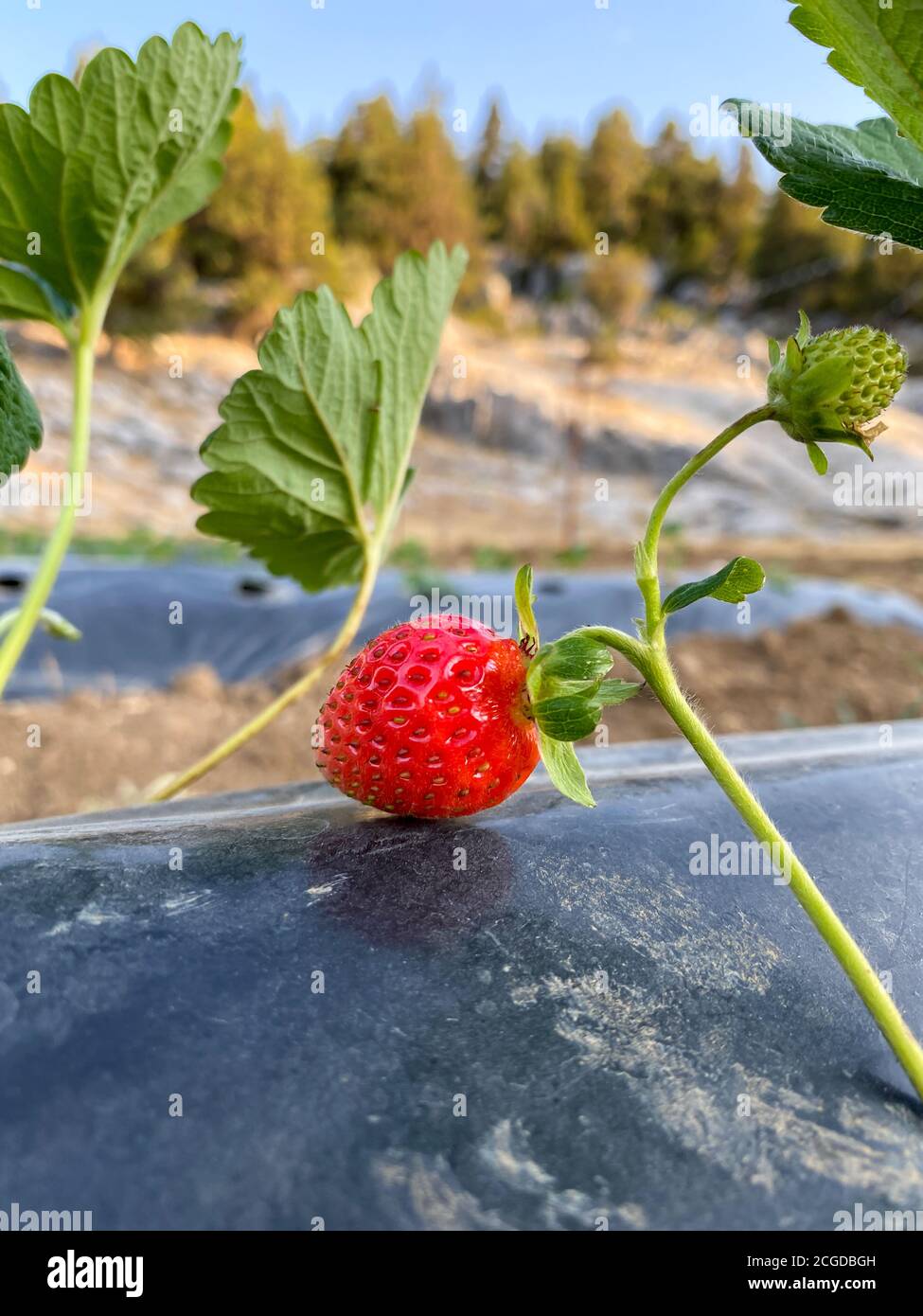 Strawberry seedlings are planted in rows with black plastic protecting ...