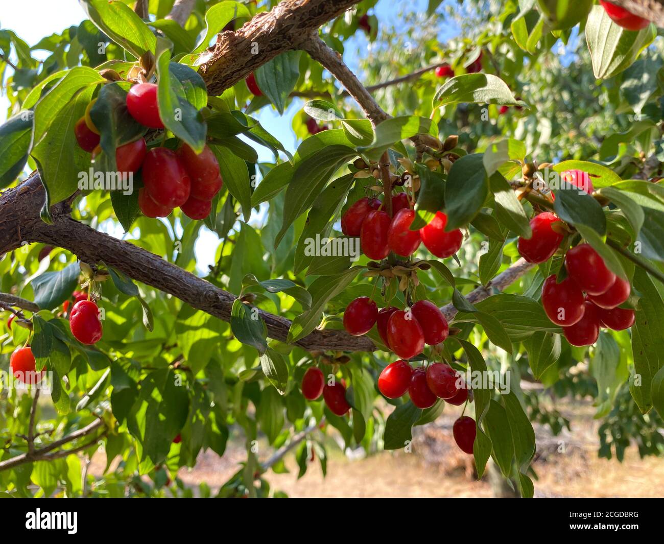 Cranberries grown in higher elevations. Cranberry ripening on the ...