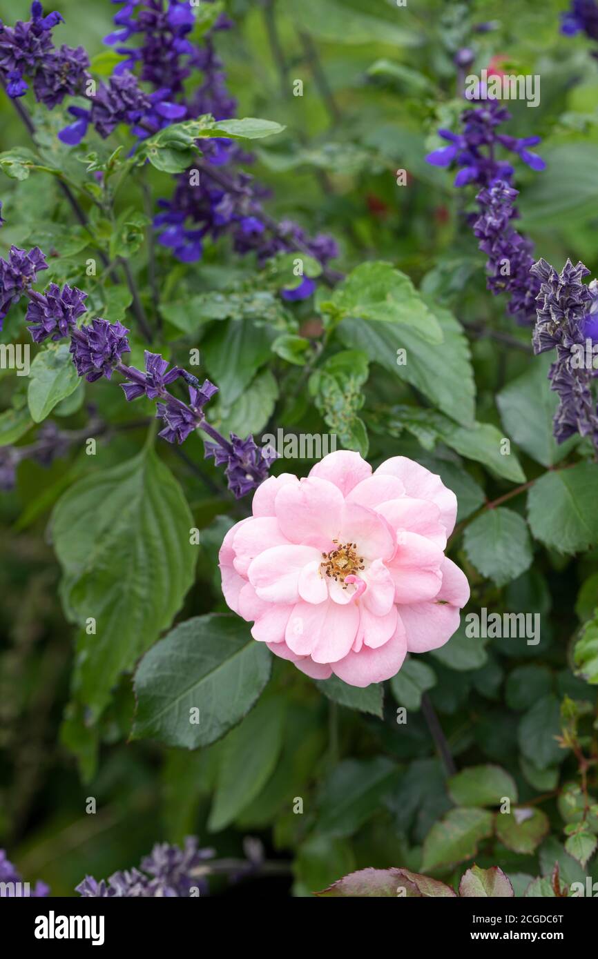 Salvia border hi-res stock photography and images - Alamy