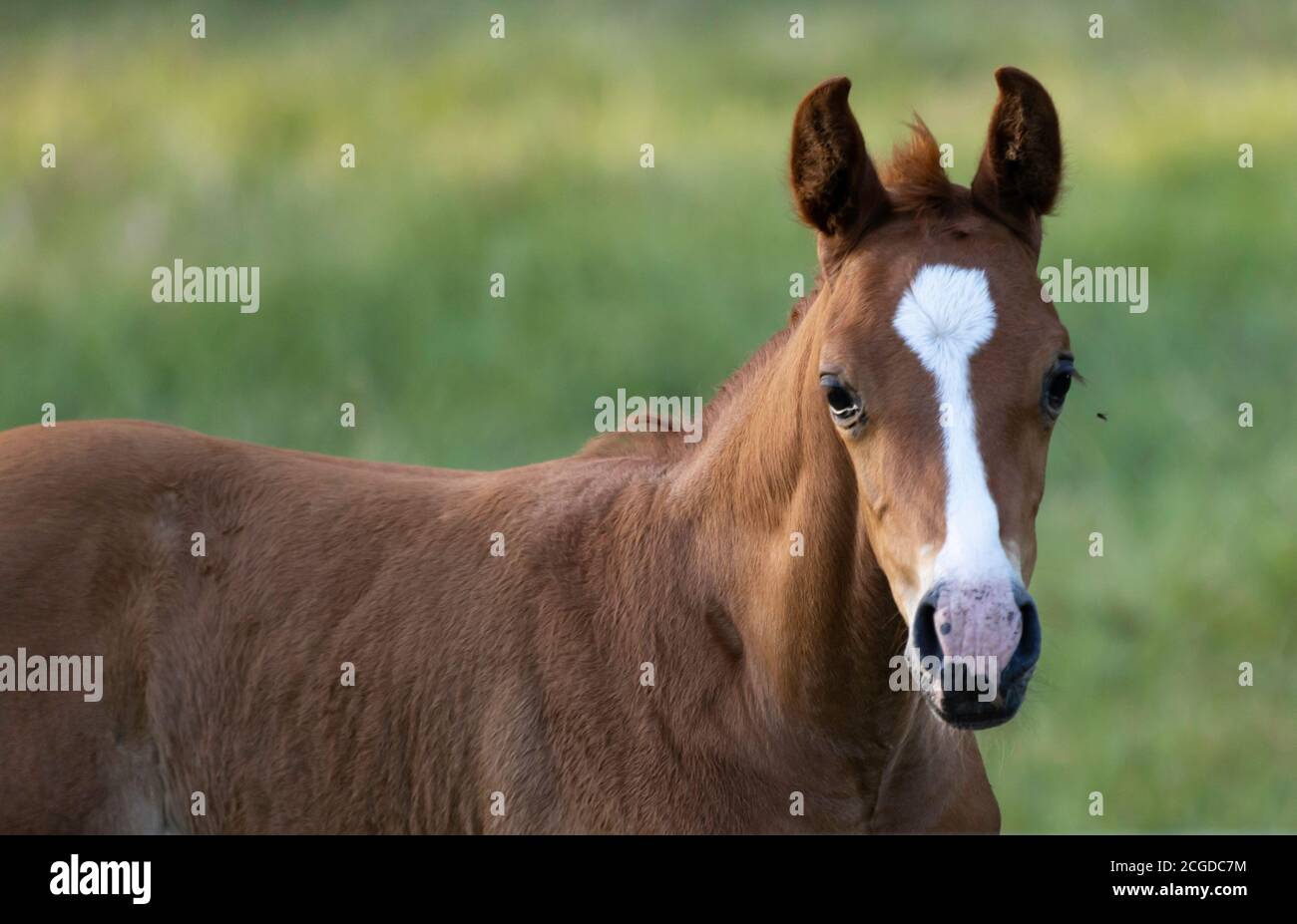 Colt with white blaze hi-res stock photography and images - Alamy