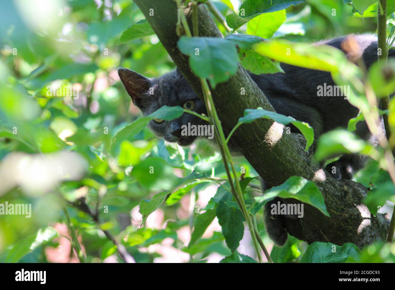 A gray cat on a tree (lat. Felis catus Stock Photo - Alamy
