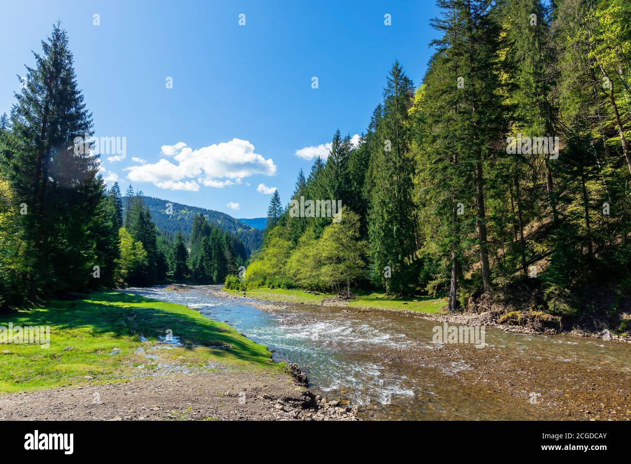 river scenery among the forest in mountains. beautiful alpine landscape ...