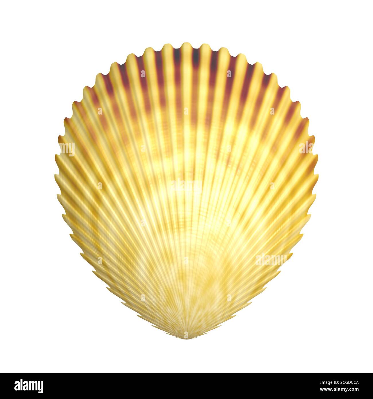 sea shell shellfish Stock Photo - Alamy