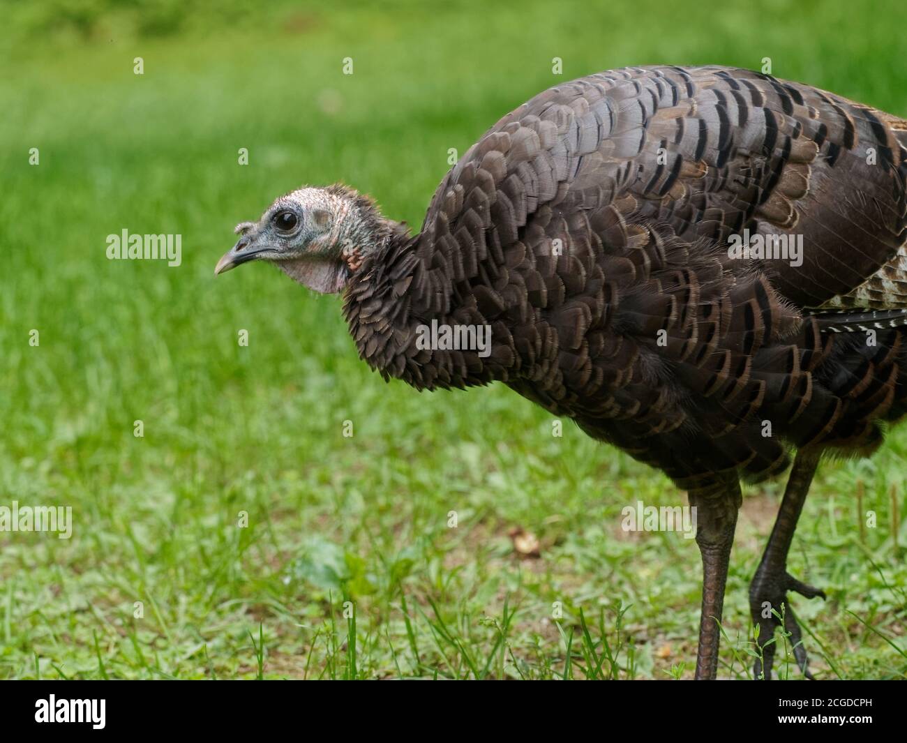 Black turkey bird walking hi-res stock photography and images - Alamy