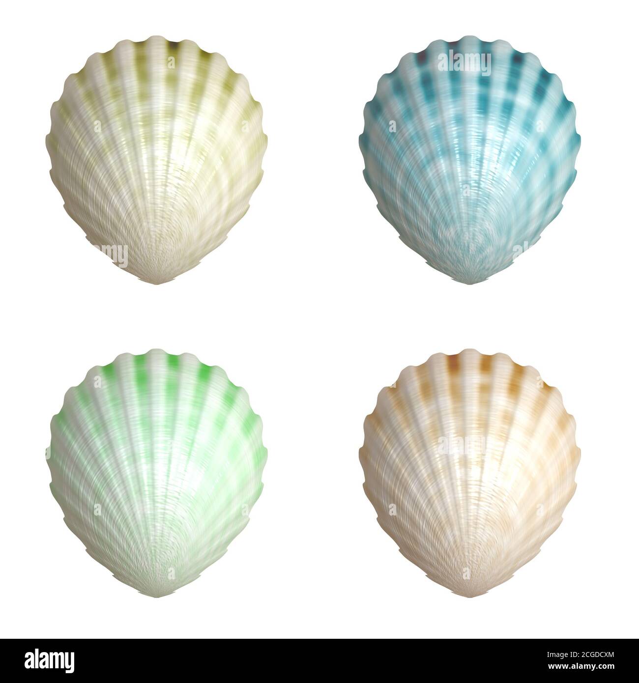 Clam shell illustration Cut Out Stock Images & Pictures - Alamy