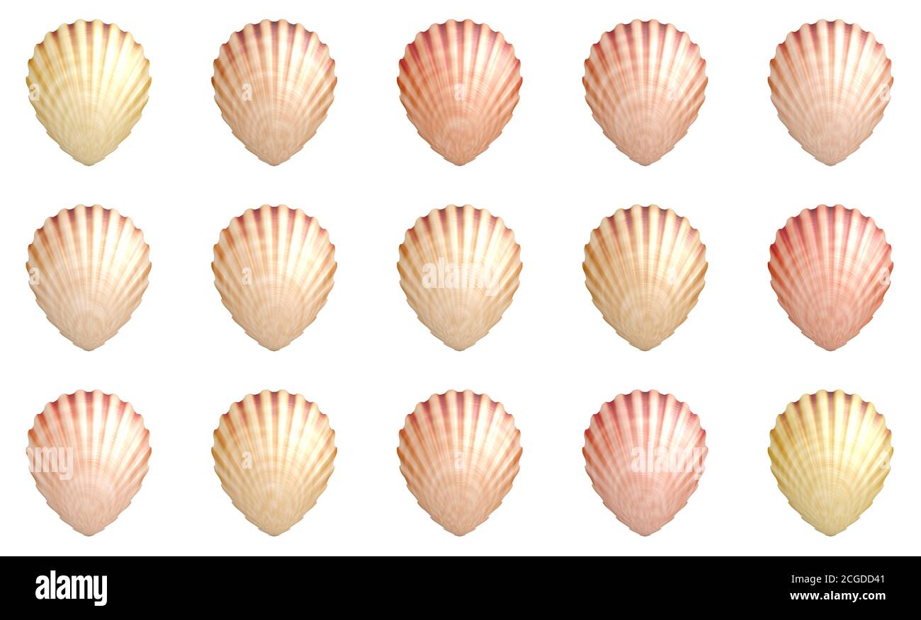 sea shell shellfish Stock Photo - Alamy