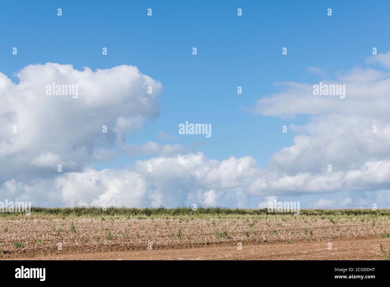 Field of potato stalk stubble after harvesting. For UK agriculture and ...