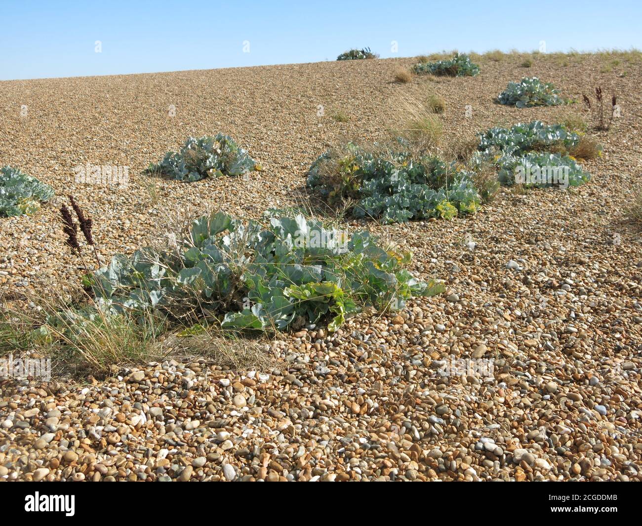 Grow on shingle beaches hi-res stock photography and images - Alamy