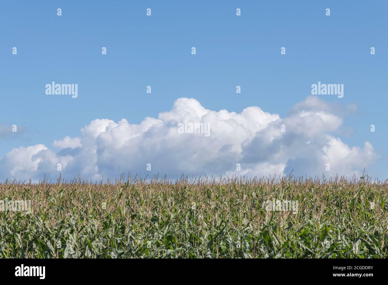 Blue maize hi-res stock photography and images - Alamy