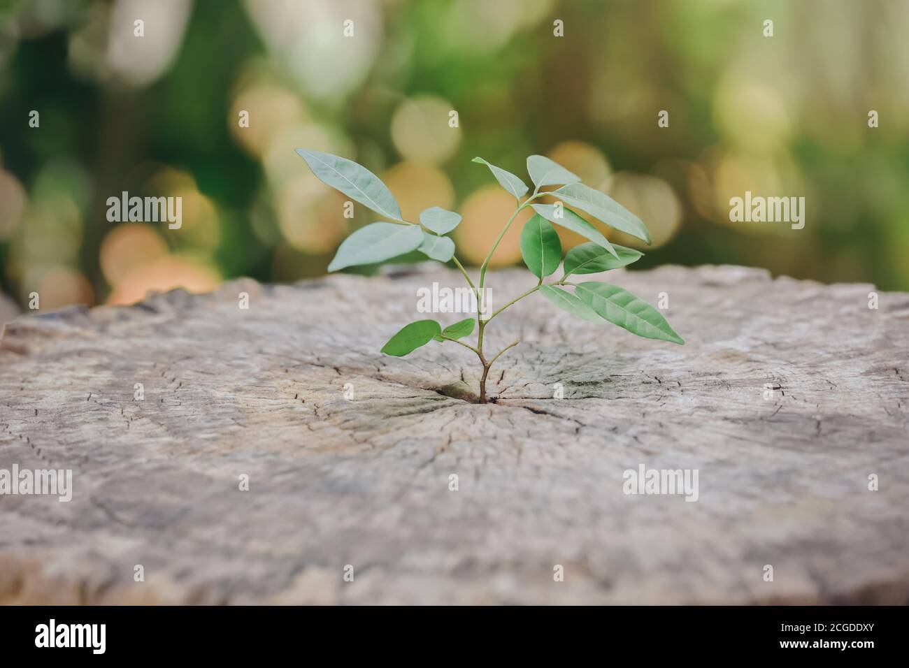 Cut tree sprout hi-res stock photography and images - Alamy