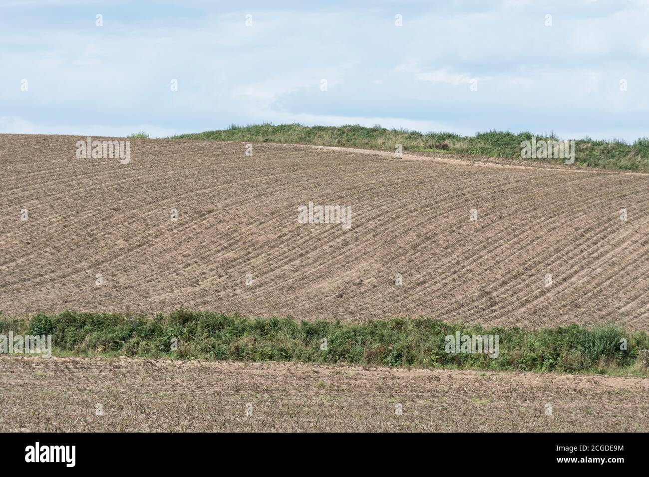 Potato crop hilled ridges hi-res stock photography and images - Alamy