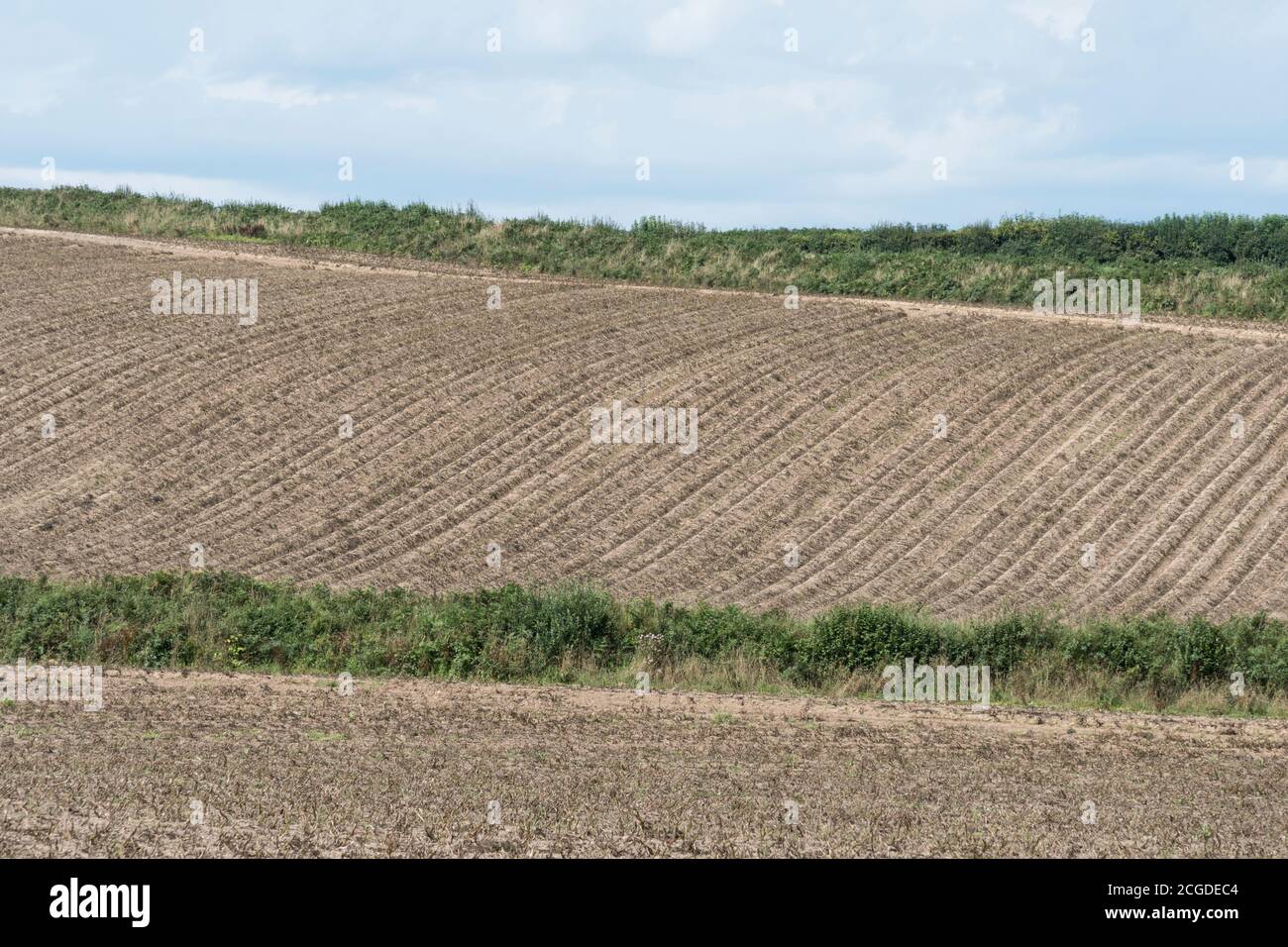 Potato crop hilled ridges hi-res stock photography and images - Alamy