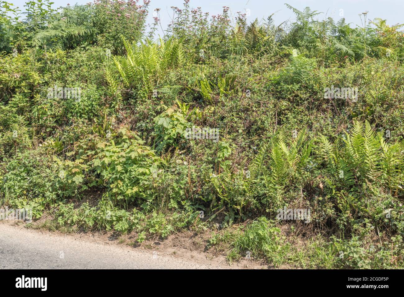 Fern and weed infested Cornwall country road hedgerow, with blue Summer ...