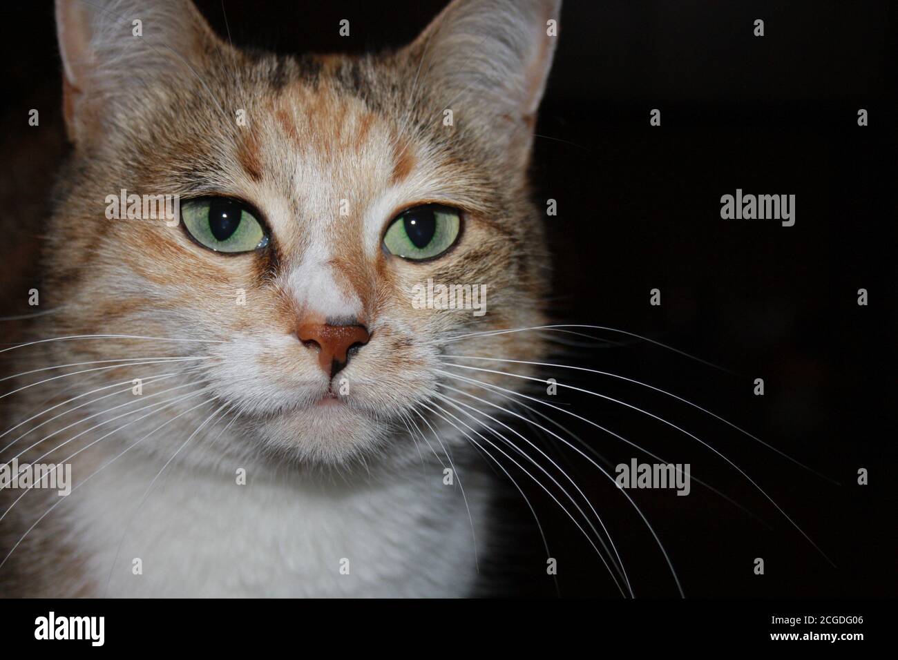 Cats of a beautiful color hi-res stock photography and images - Alamy