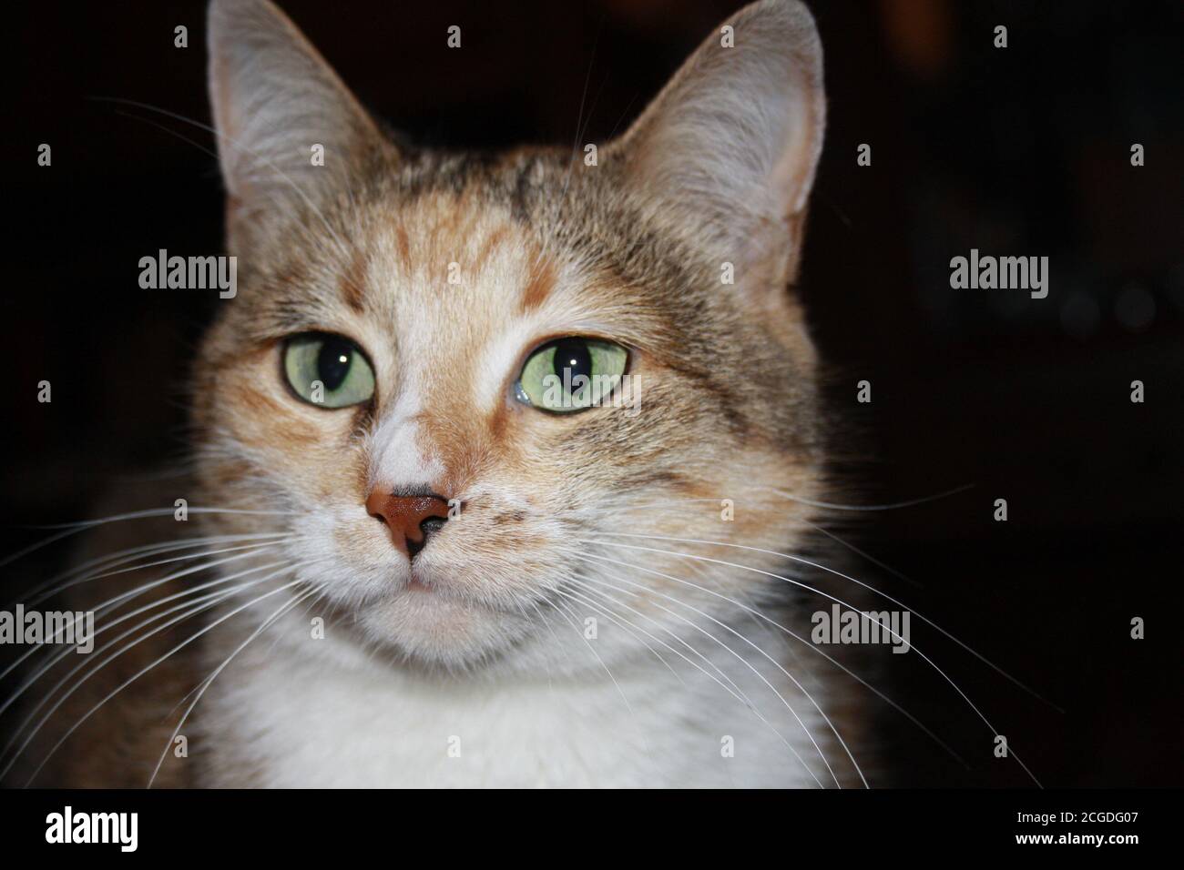 Tricolor cat hi-res stock photography and images - Alamy