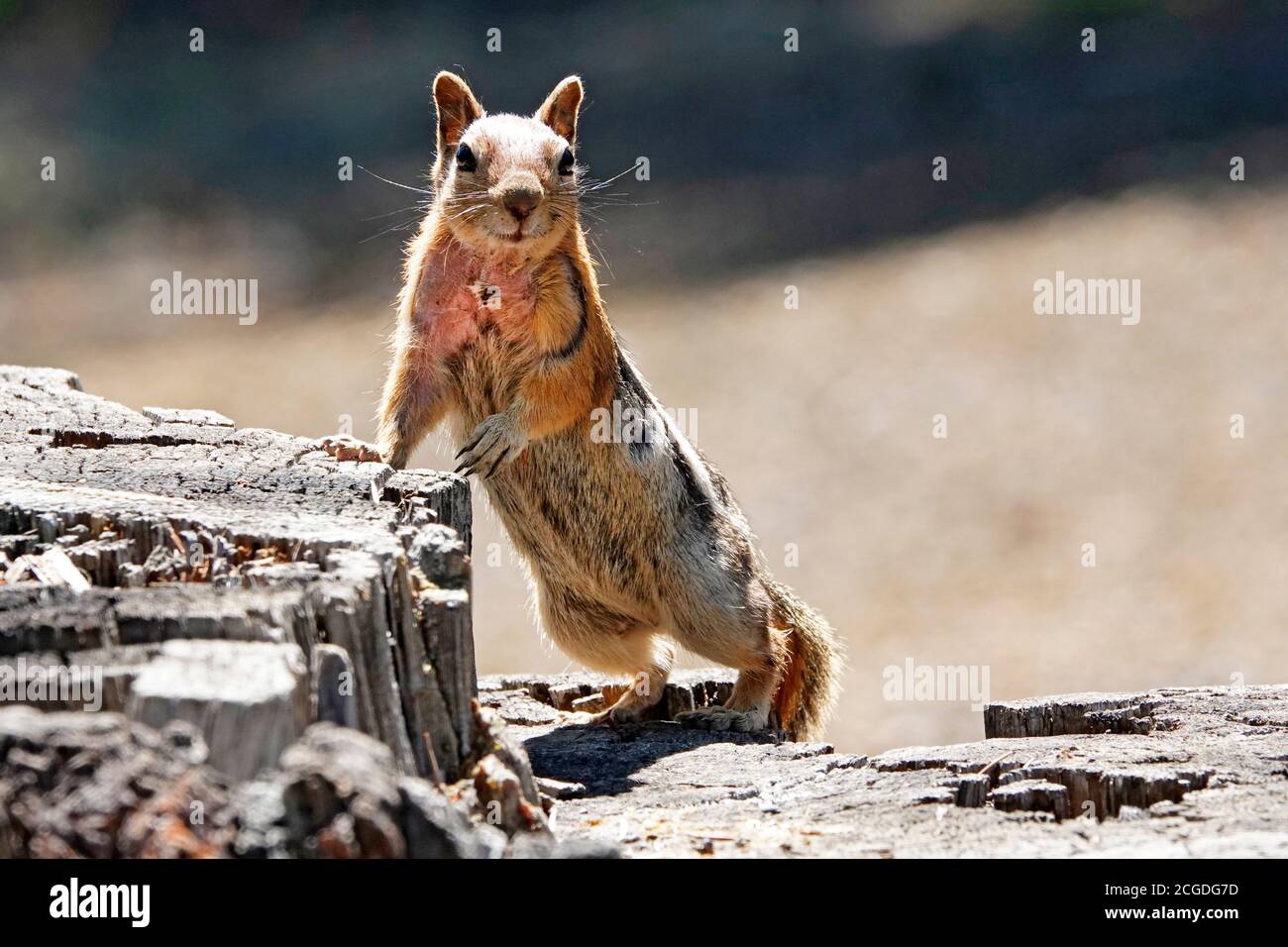 Portrait of a Golden Mantle Ground Squirrel, Callospermophilus ...